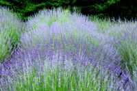Lavender Crest
